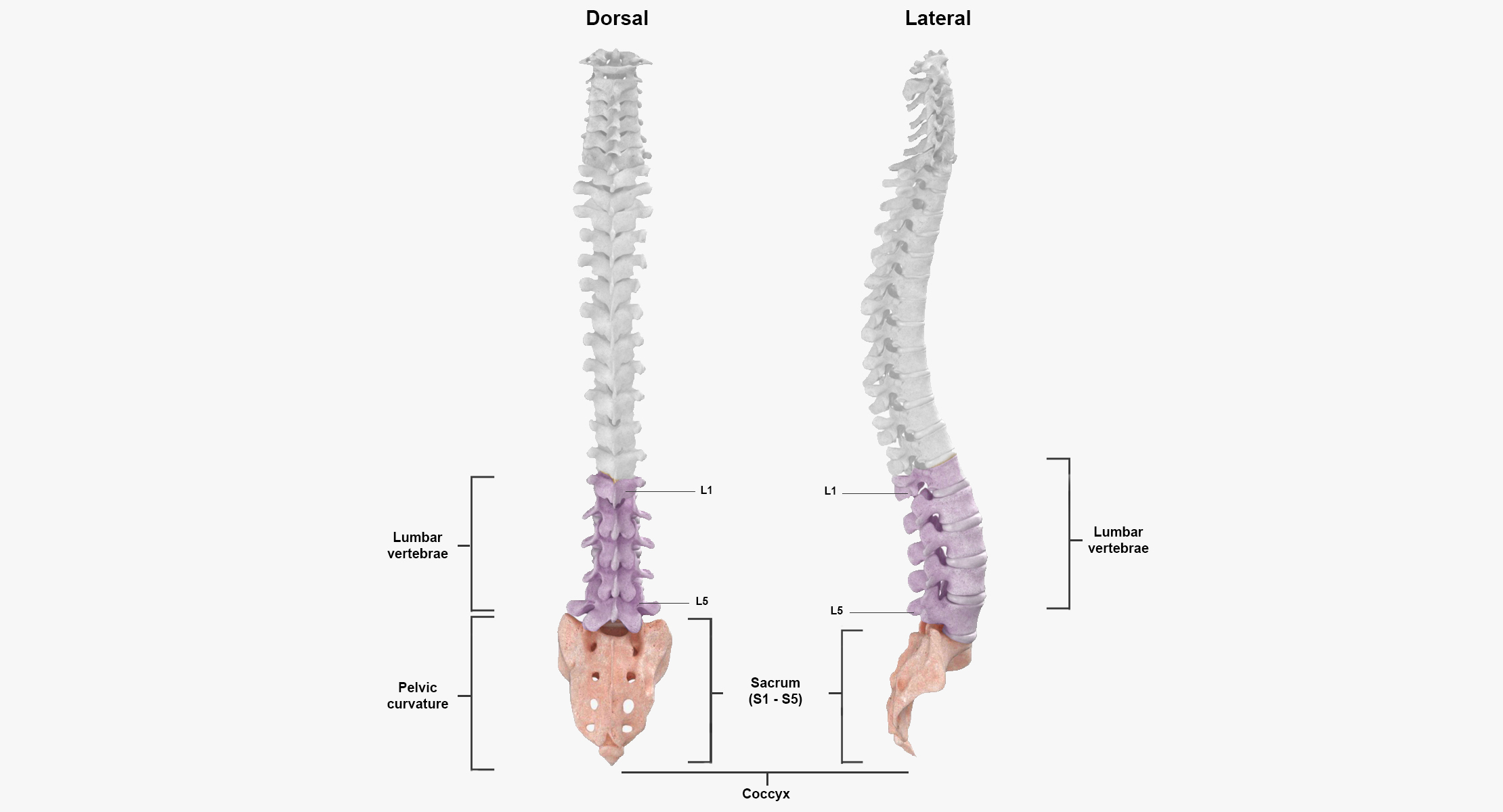 실제 인간의 요추 및 천골 척추 L1 ~ S5 뼈와 추간판 흰색 01 3D 모델 - TurboSquid 1639929