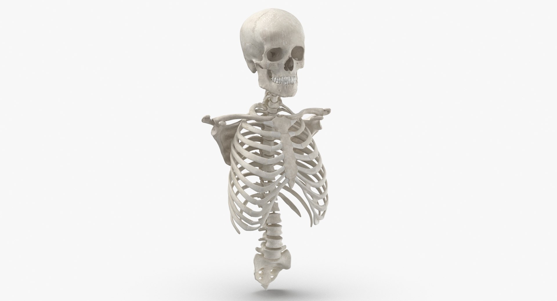 Real human rib cage model - TurboSquid 1639938
