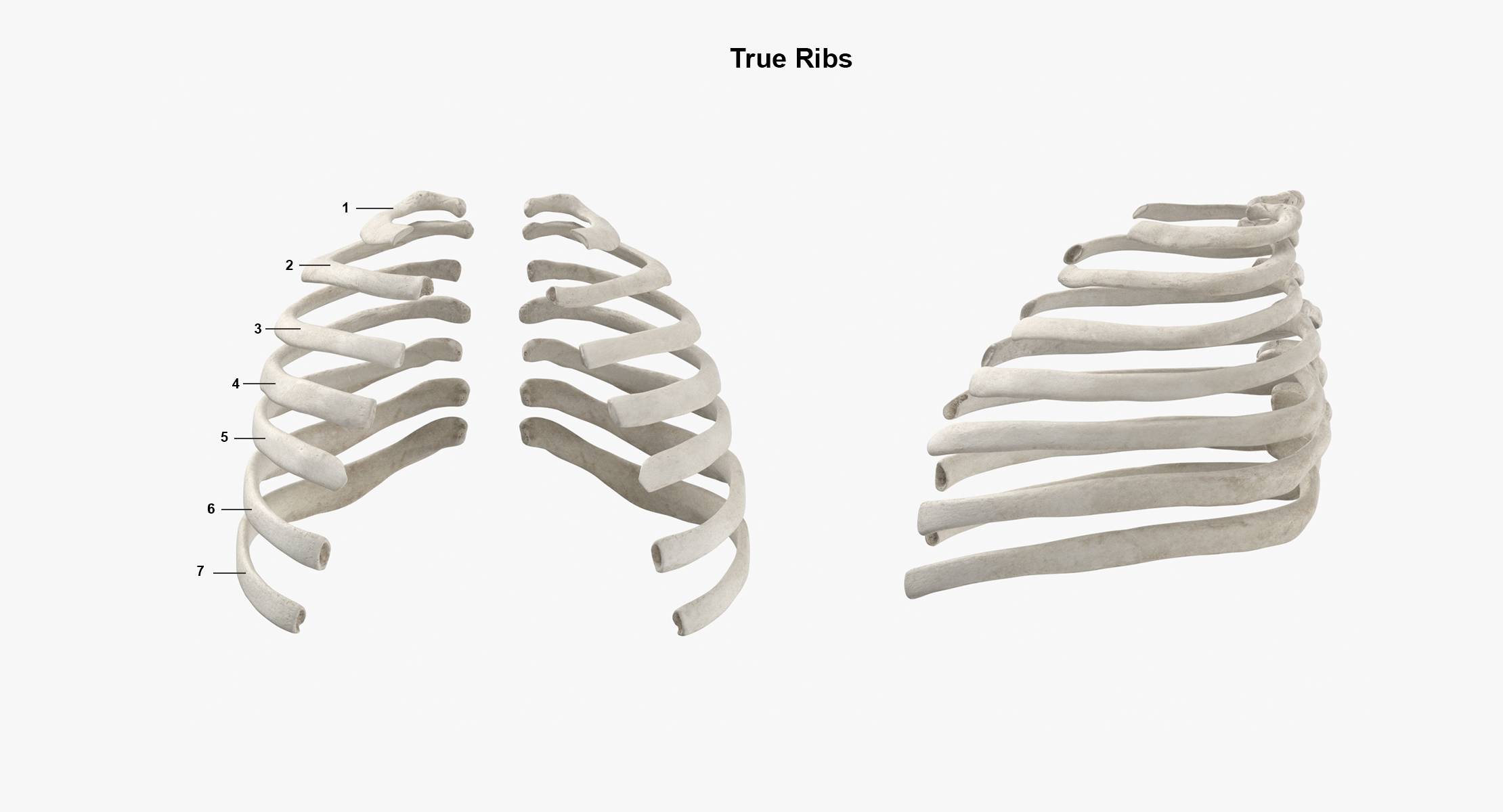 Real human rib cage model - TurboSquid 1639938