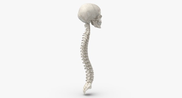 3D real human spine bones model - TurboSquid 1640323