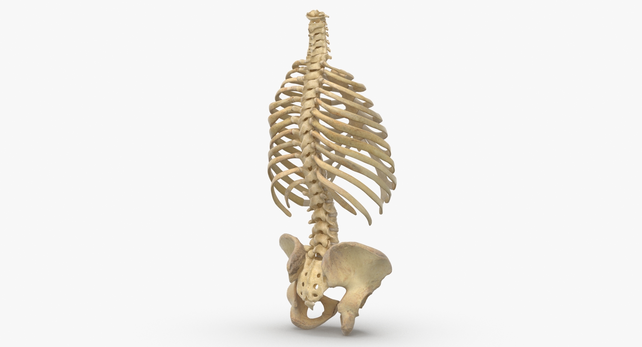 3D real human rib cage model - TurboSquid 1641247