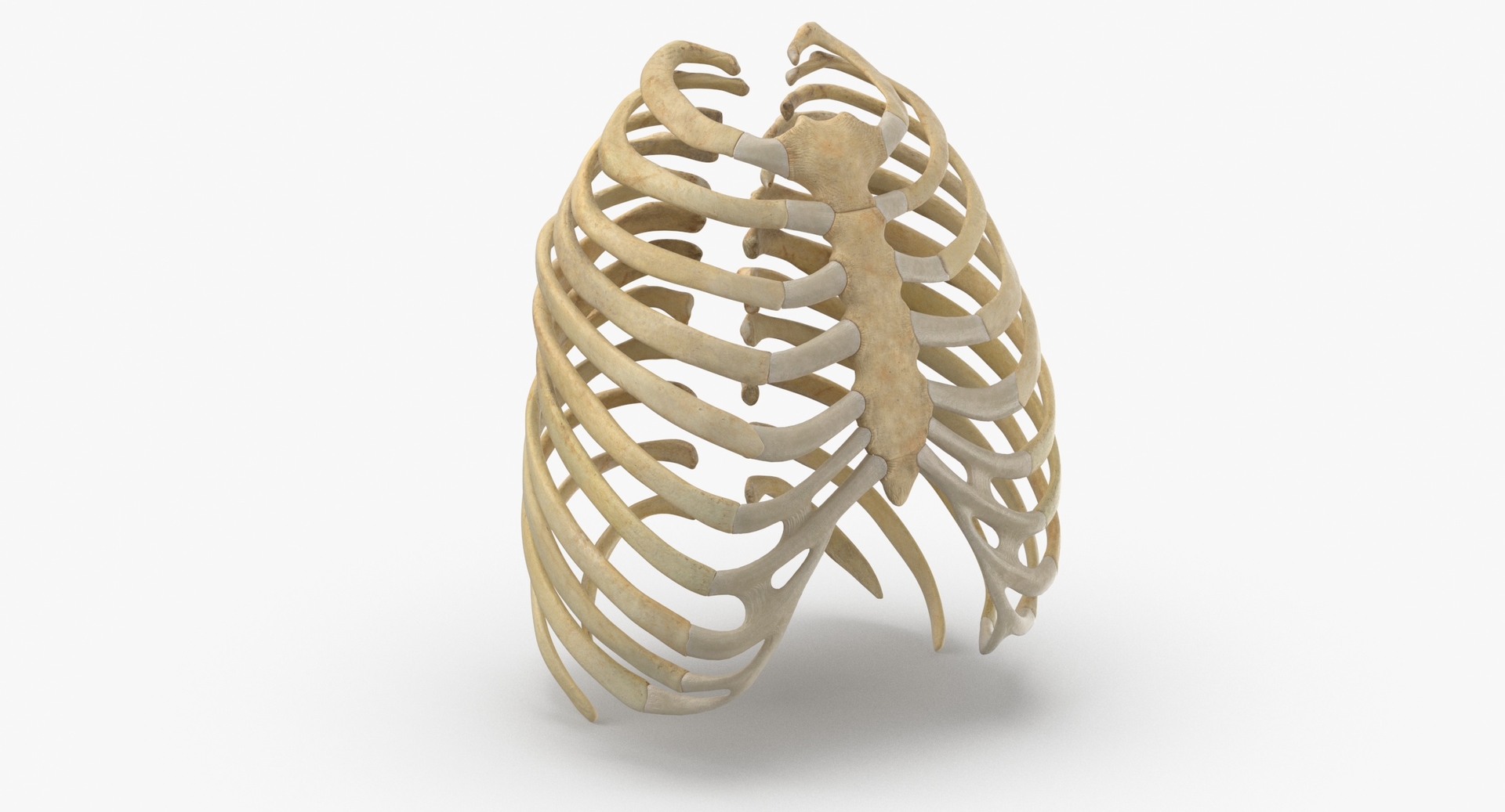 3D real human rib cage model - TurboSquid 1641247