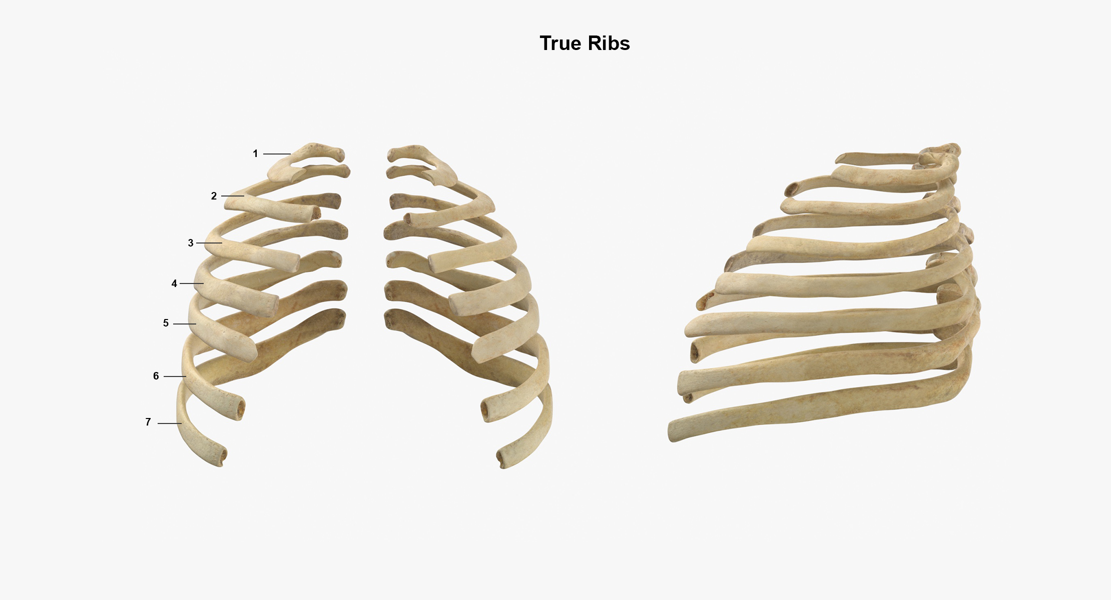 Real human rib cage 3D - TurboSquid 1641682