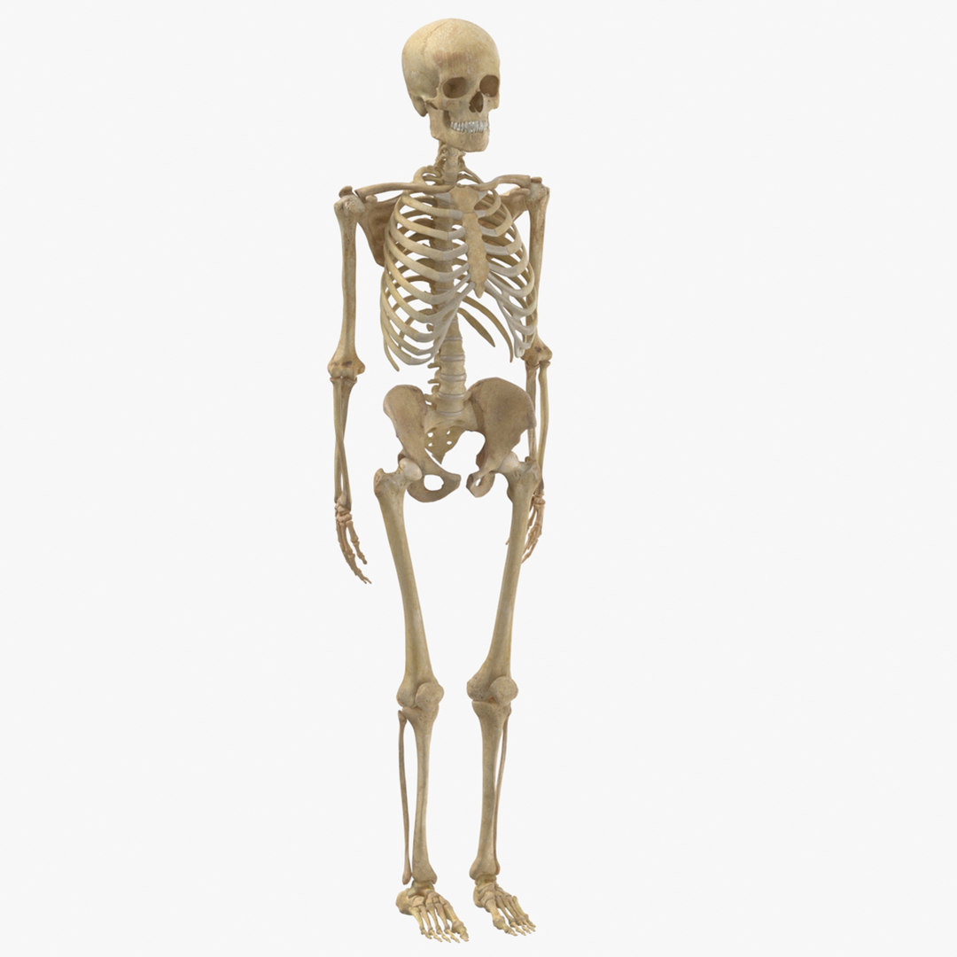 Real human woman skeleton bones model - TurboSquid 1641736