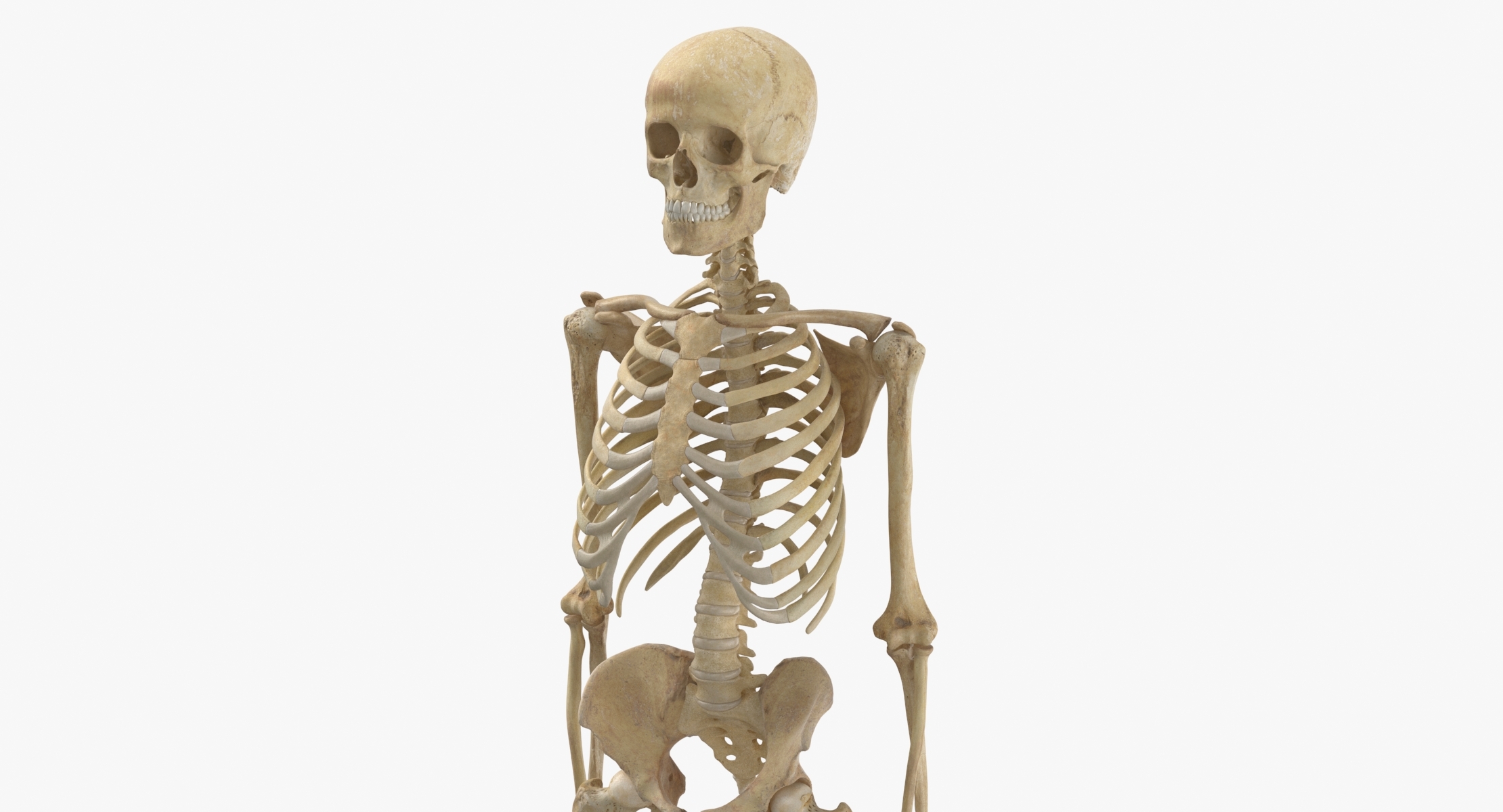 Real human woman skeleton bones model - TurboSquid 1641736