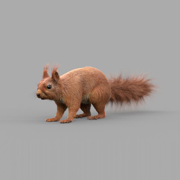 Squirrel 3D model - TurboSquid 1372687