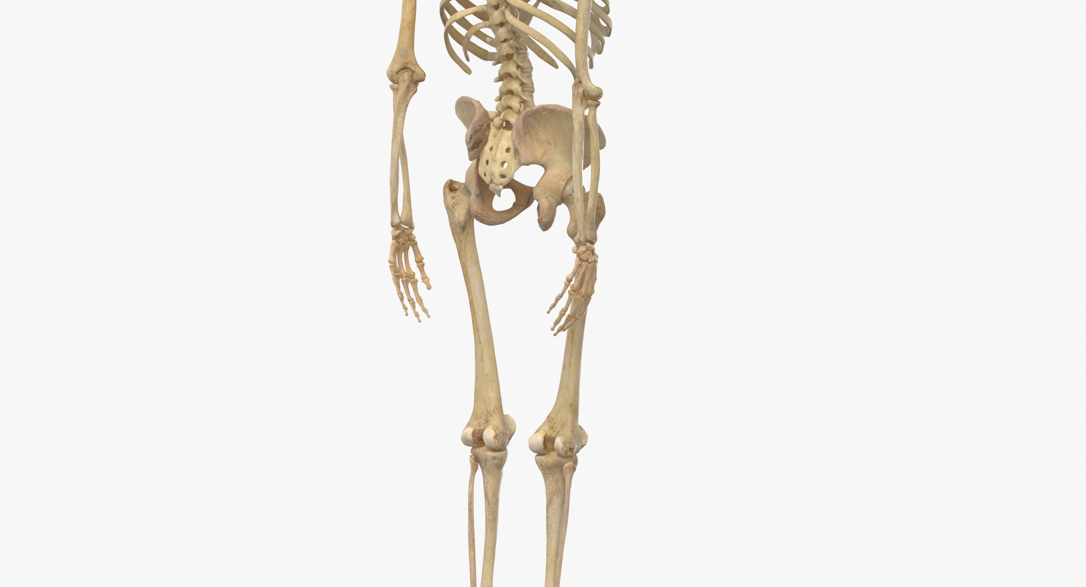 Real human woman skeleton bones model - TurboSquid 1641736