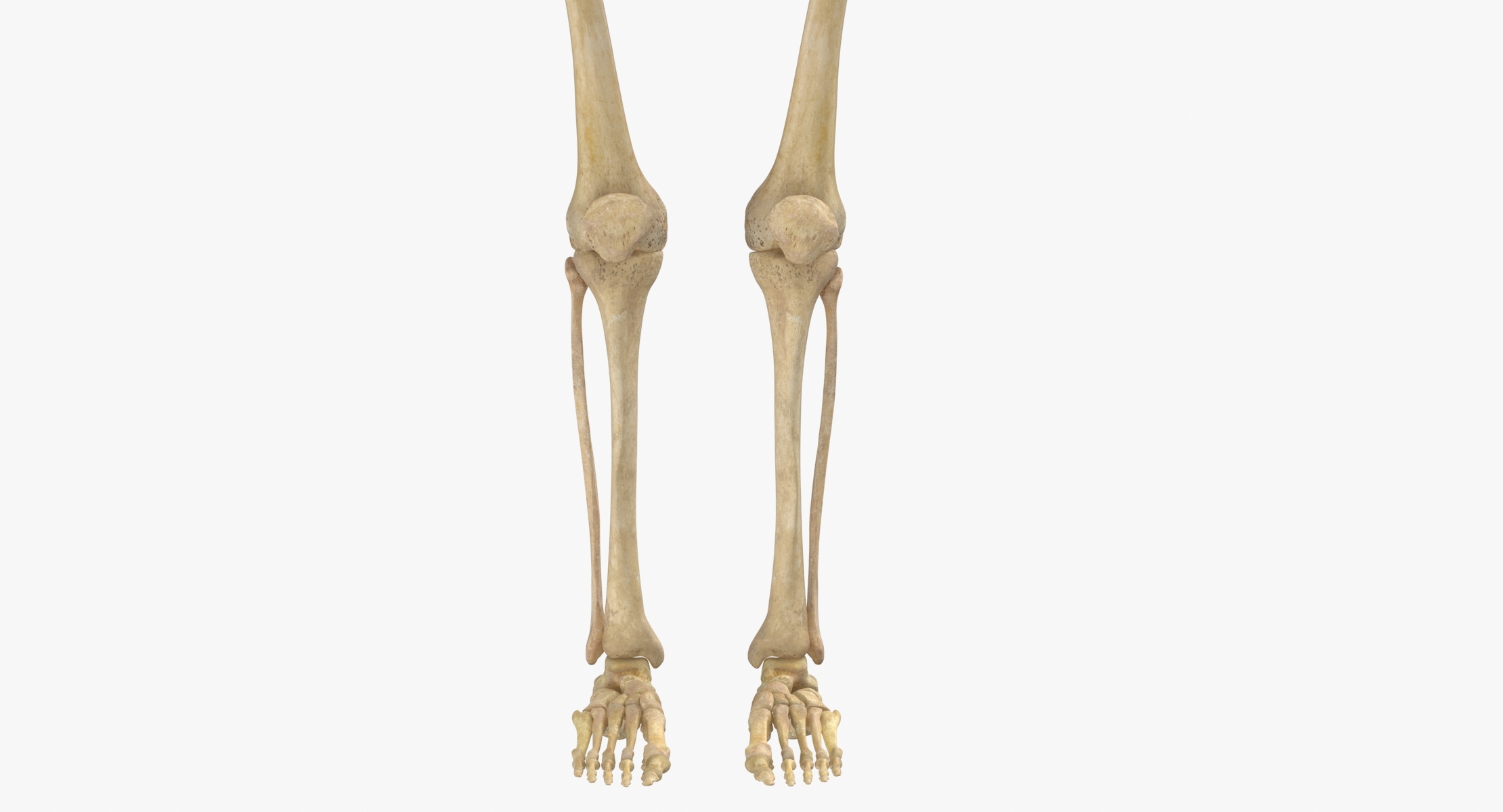 Real human woman skeleton bones model - TurboSquid 1641736