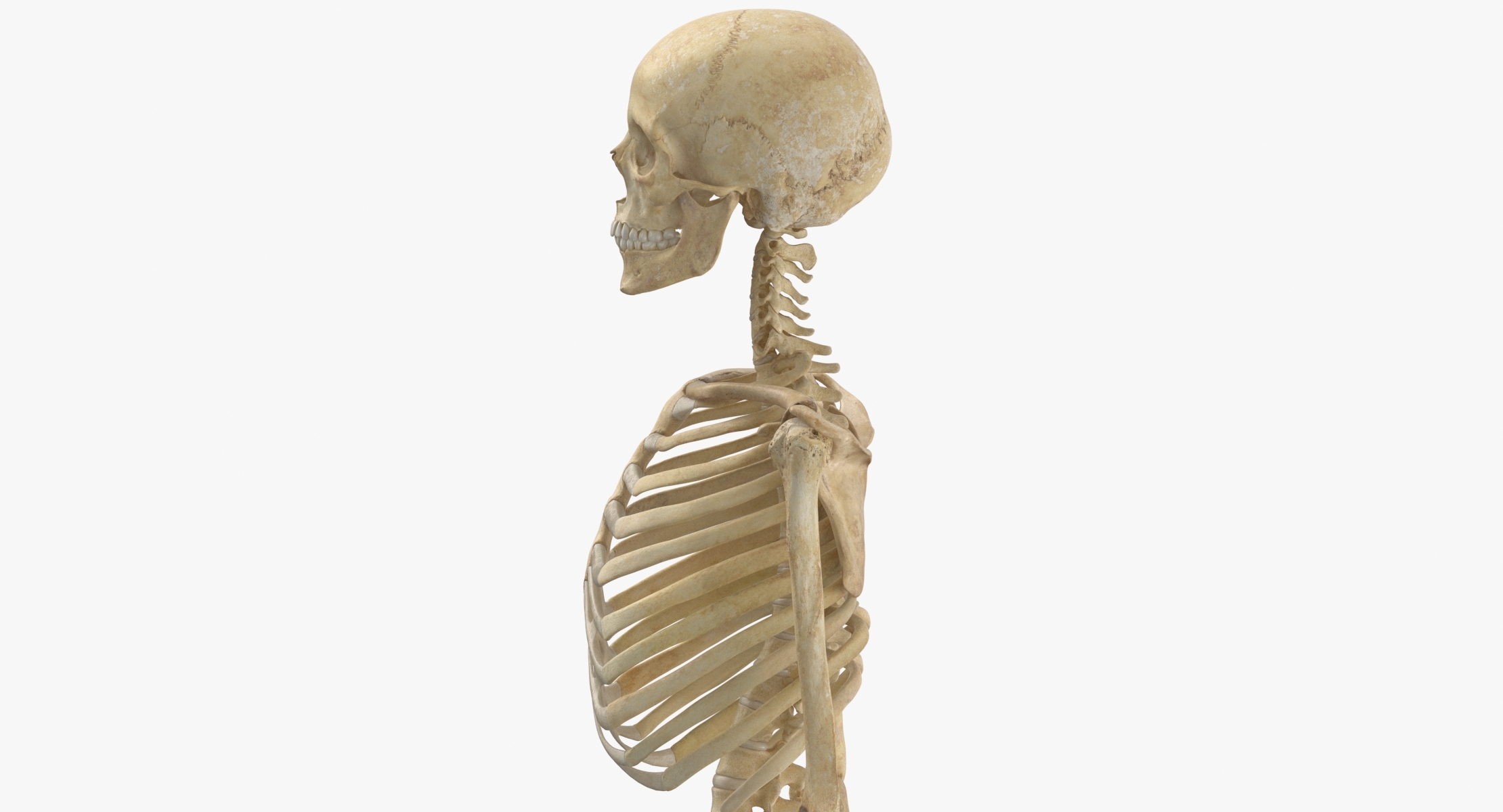 Real human woman skeleton bones model - TurboSquid 1641736