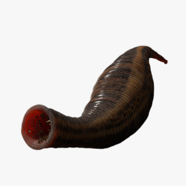 3d model giant leech
