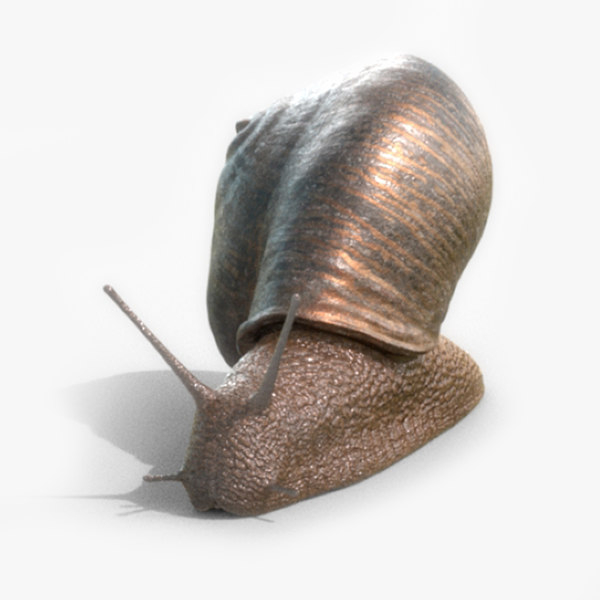 Snail 3D Models for Download | TurboSquid