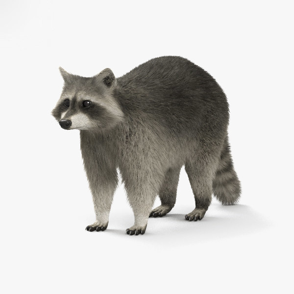 3D Raccoon Models | TurboSquid