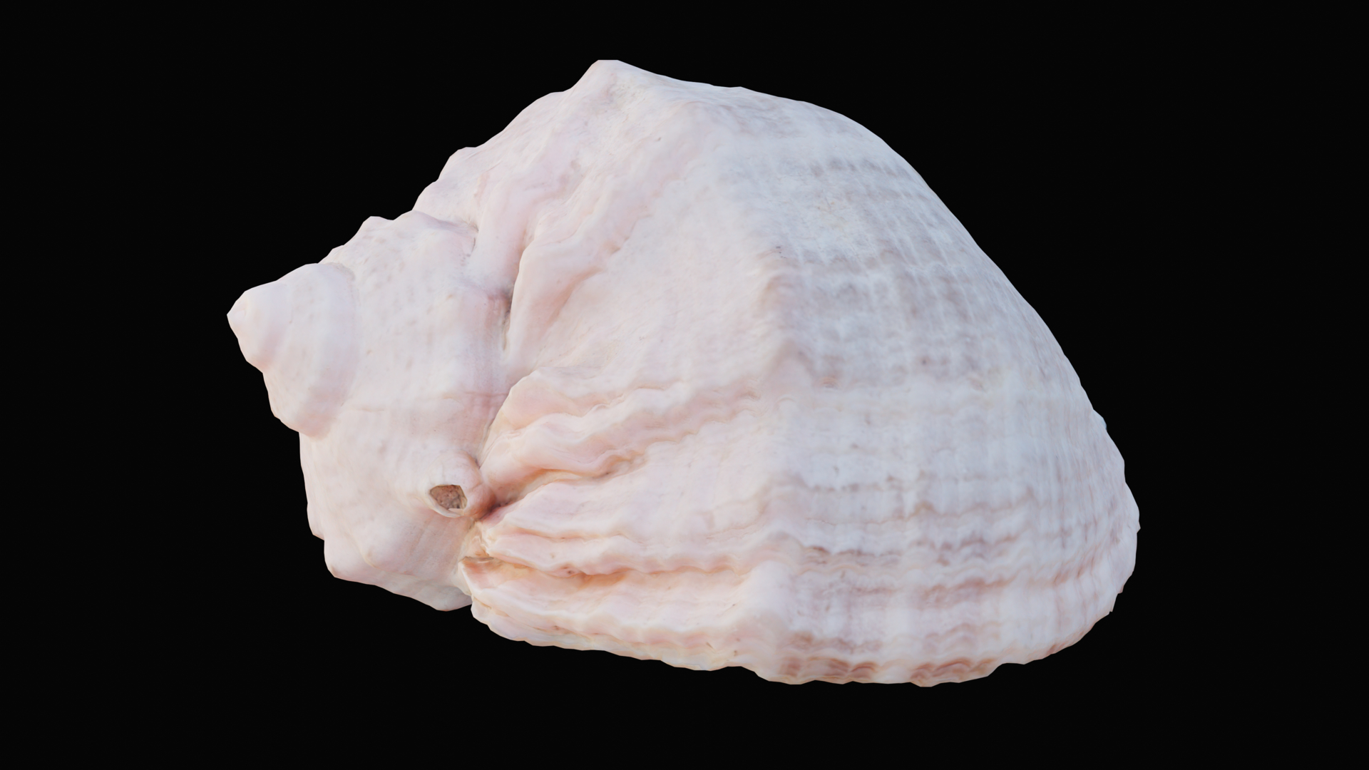 3D ground shells model - TurboSquid 1643211