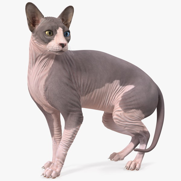 Cat Blender Models for Download | TurboSquid