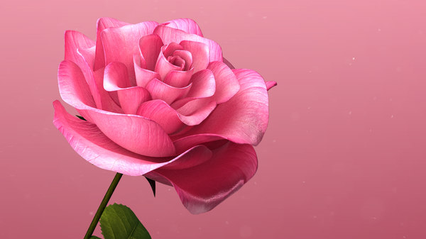 Rose blooming animation 3D - TurboSquid 1643622