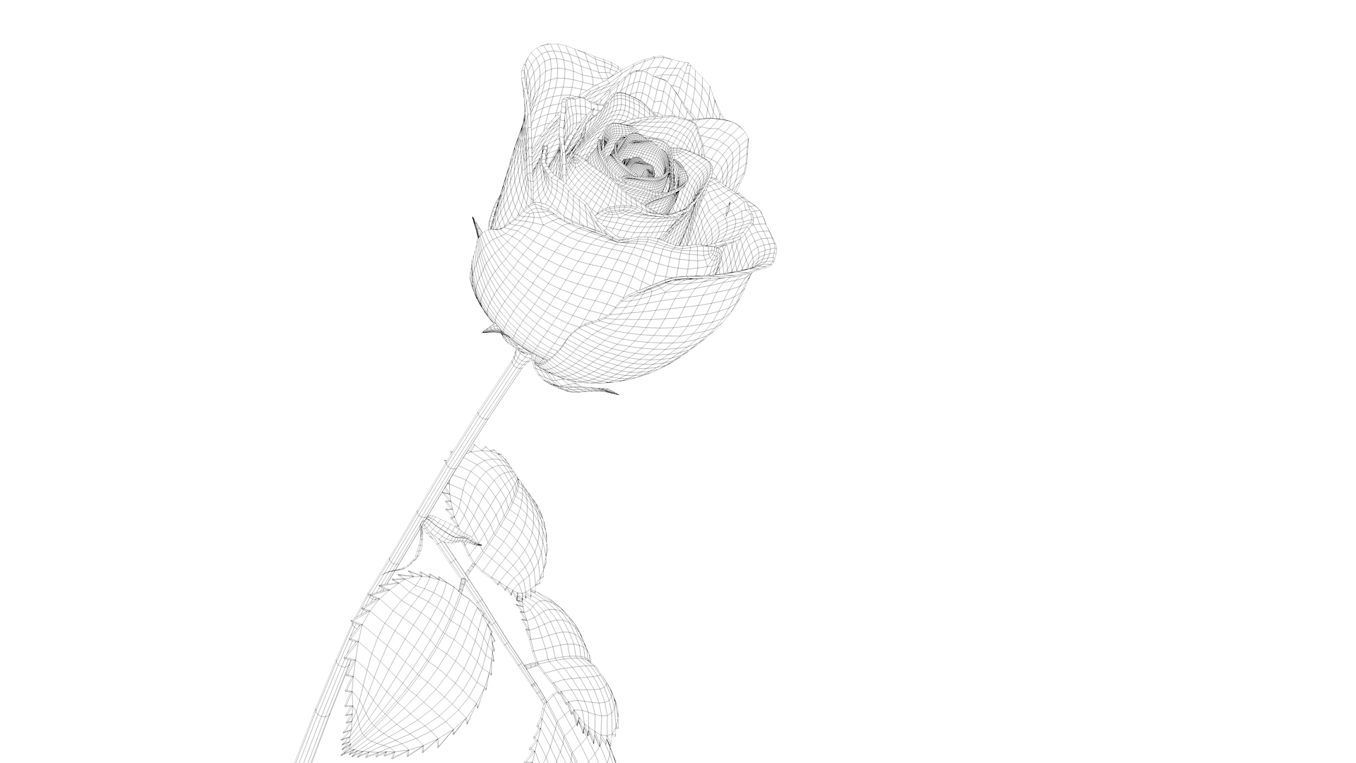 Rose blooming animation 3D - TurboSquid 1643622