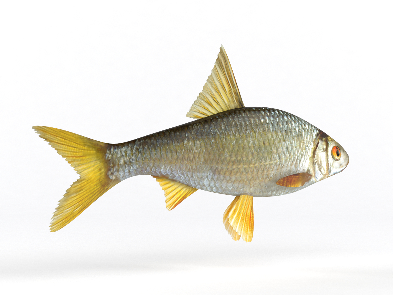 Roach fish 3D - TurboSquid 1643855