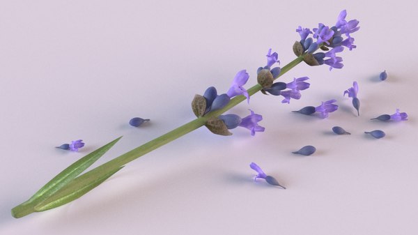 Lavender 3D Models for Download | TurboSquid