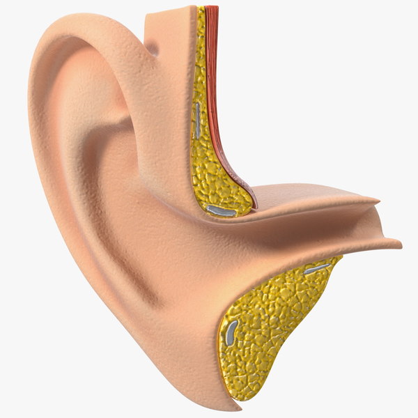 3D model ear structure - TurboSquid 1645892