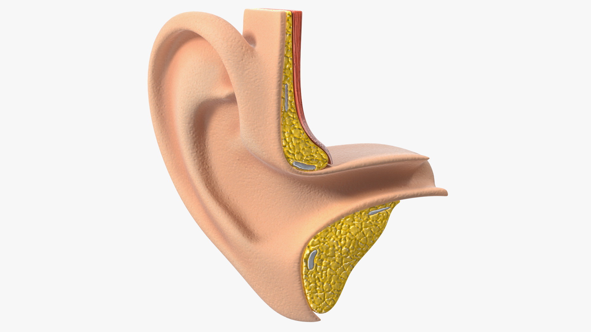 3D model ear structure - TurboSquid 1645892