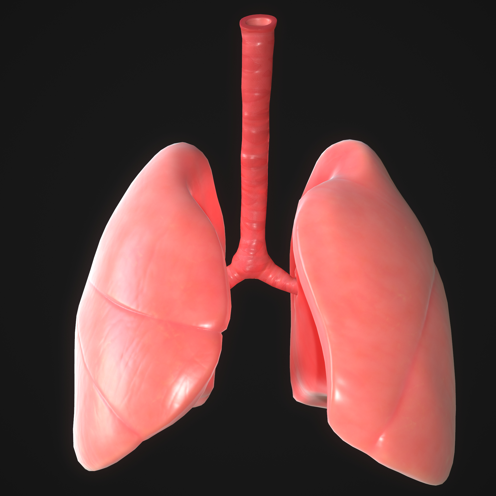 Human lungs 3D model - TurboSquid 1647217