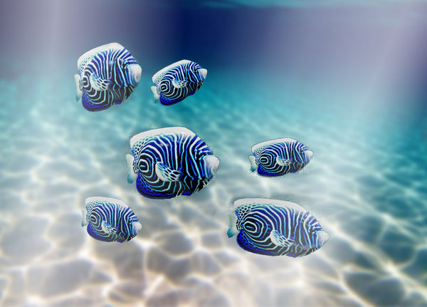 3D model tropical fish swimming animation - TurboSquid 1647593