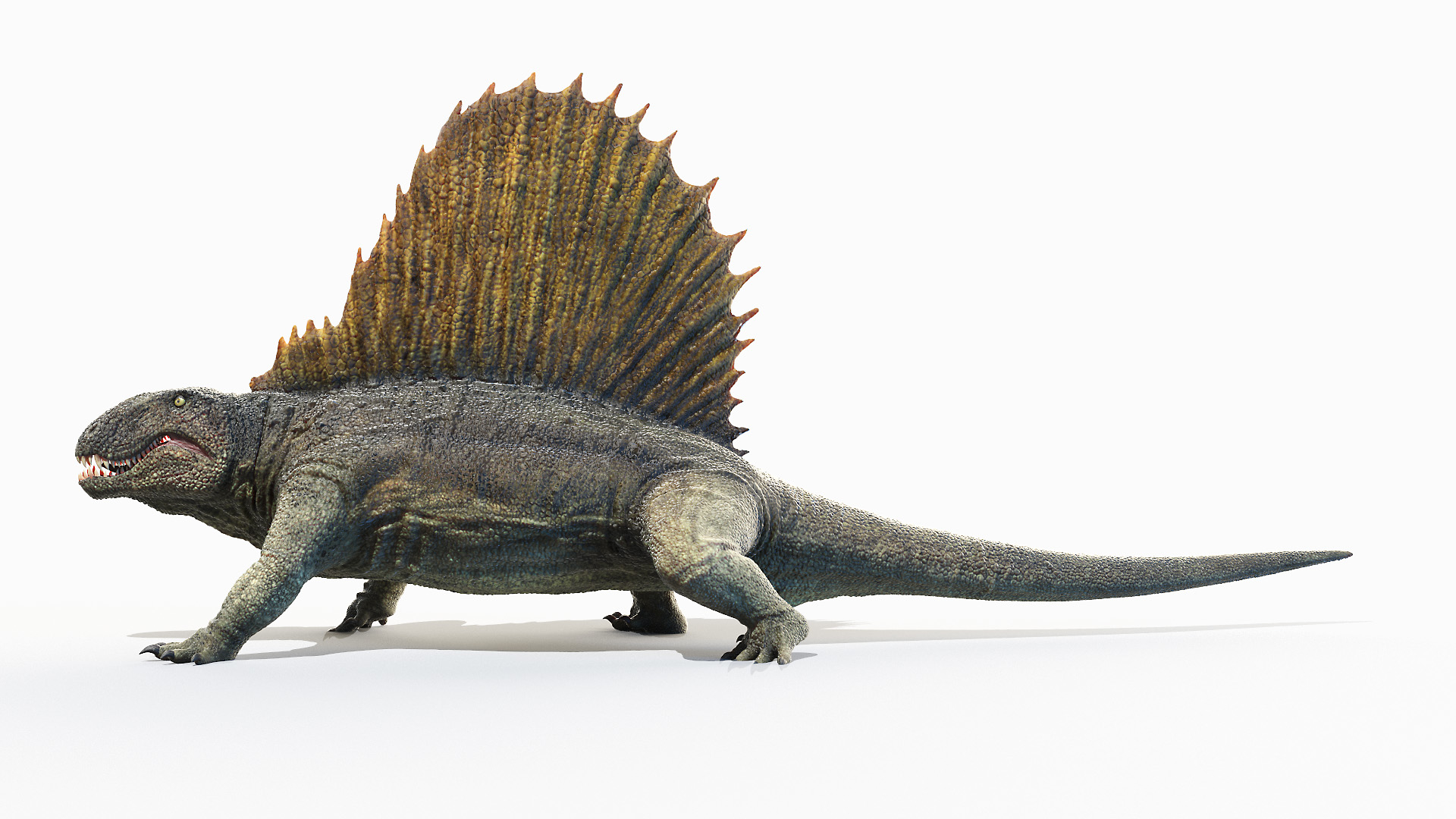 Dimetrodon 3D model - TurboSquid 1647601