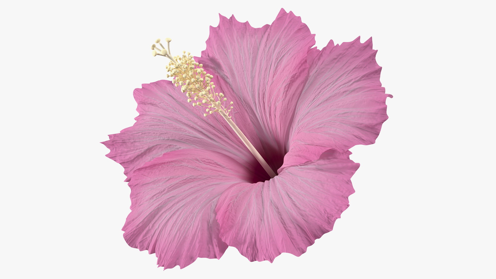 Hibiscus flower pink 3D model - TurboSquid 1647928