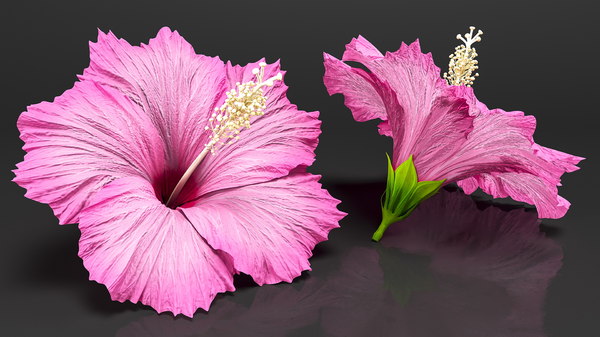 Hibiscus flower pink 3D model - TurboSquid 1647928