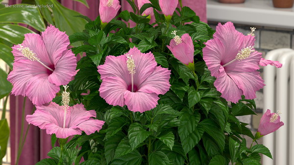 Hibiscus flower pink 3D model - TurboSquid 1647928