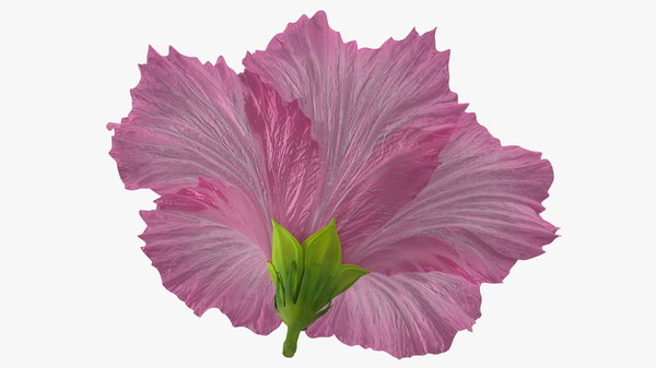 Hibiscus flower pink 3D model - TurboSquid 1647928