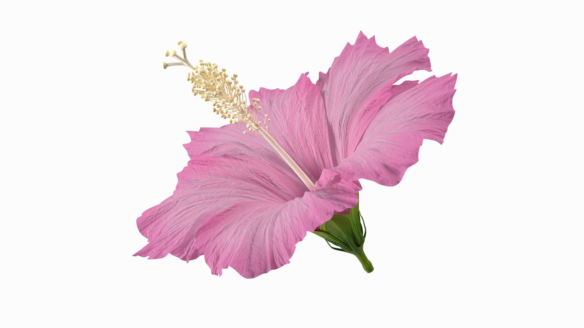 Hibiscus flower pink 3D model - TurboSquid 1647928