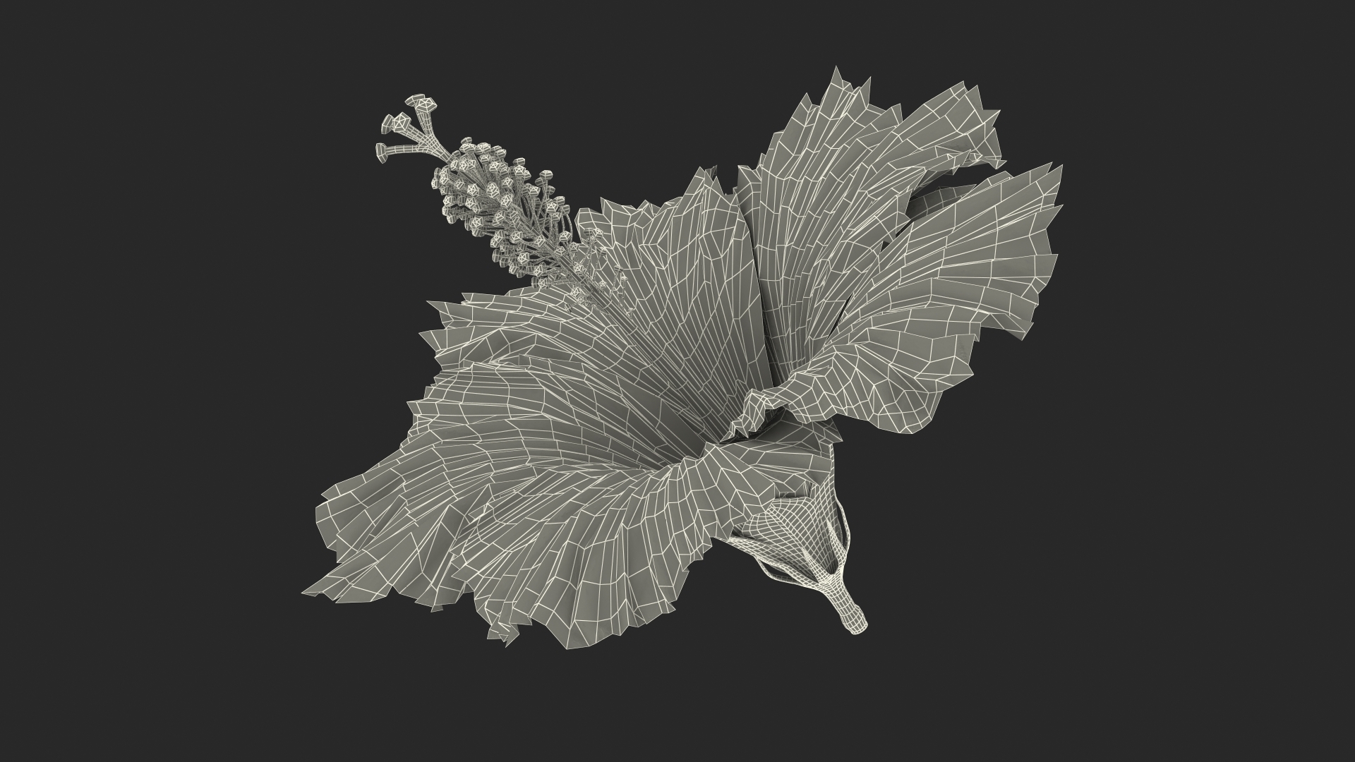 Hibiscus flower pink 3D model - TurboSquid 1647928