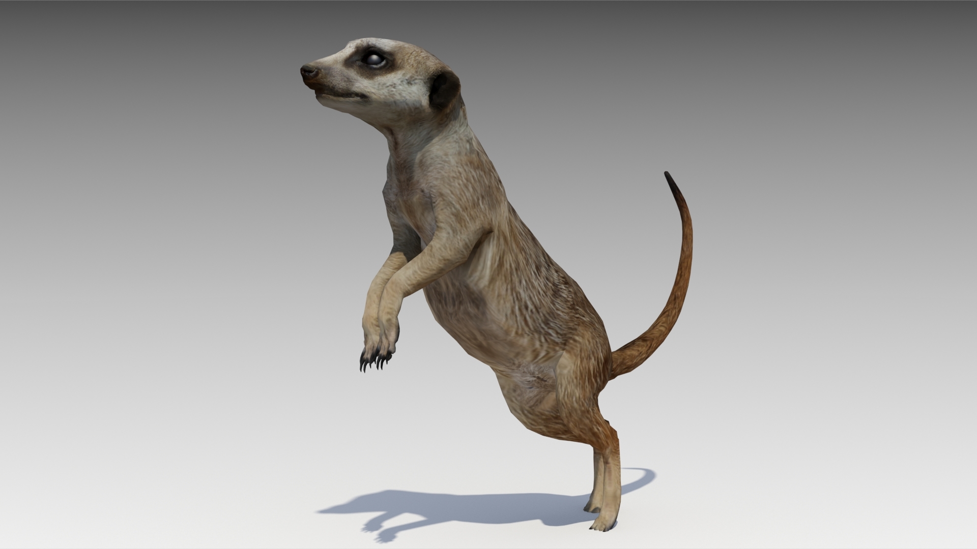 3D meerkat animations - TurboSquid 1648136