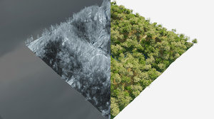 Free Blender Forest Models | TurboSquid