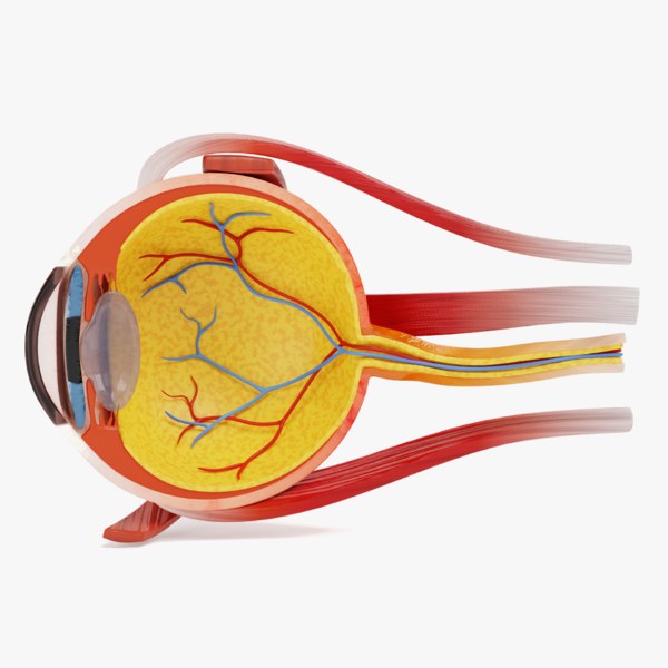 Eye cross section 3D model - TurboSquid 1648860