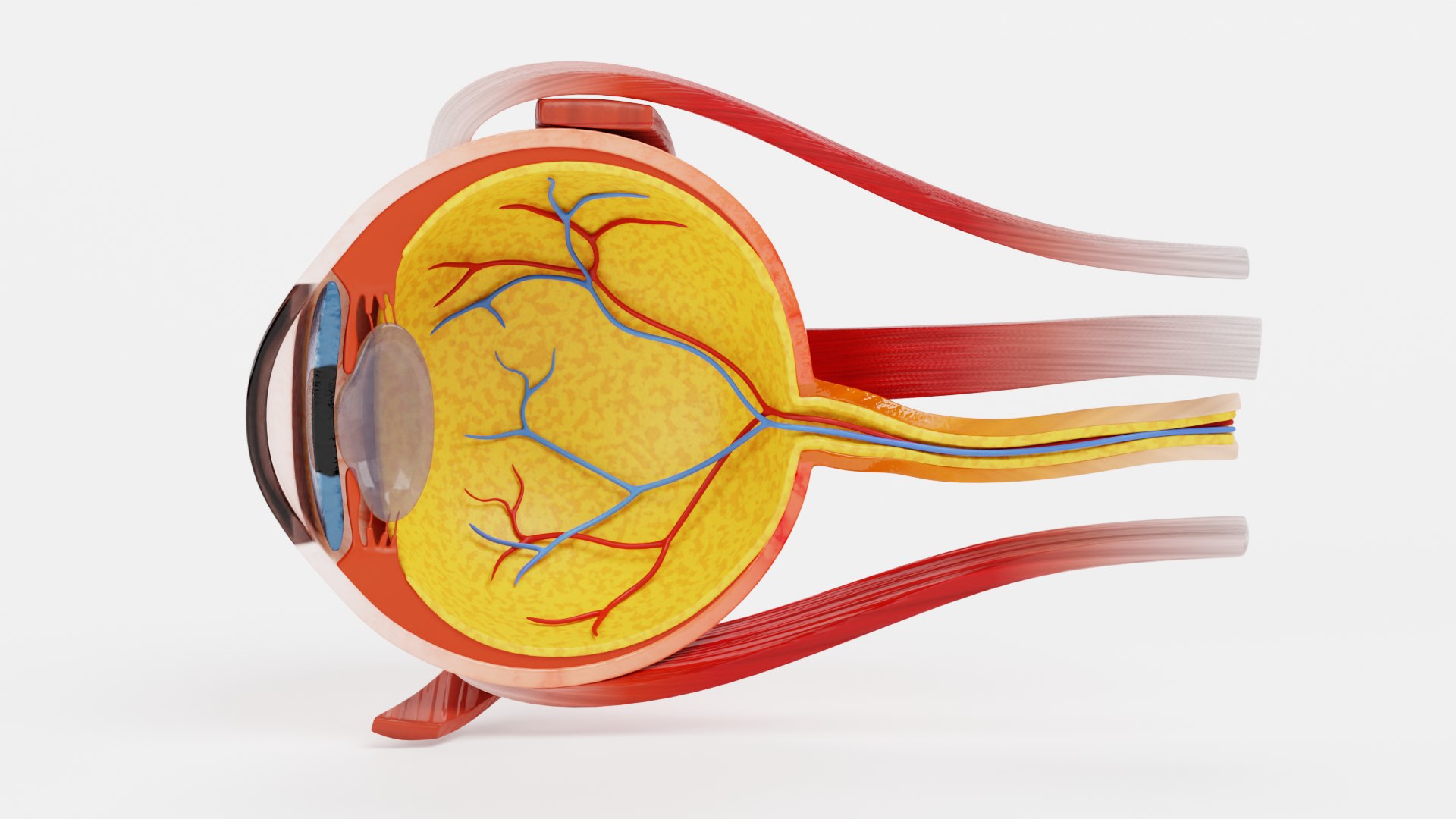Eye cross section 3D model - TurboSquid 1648860
