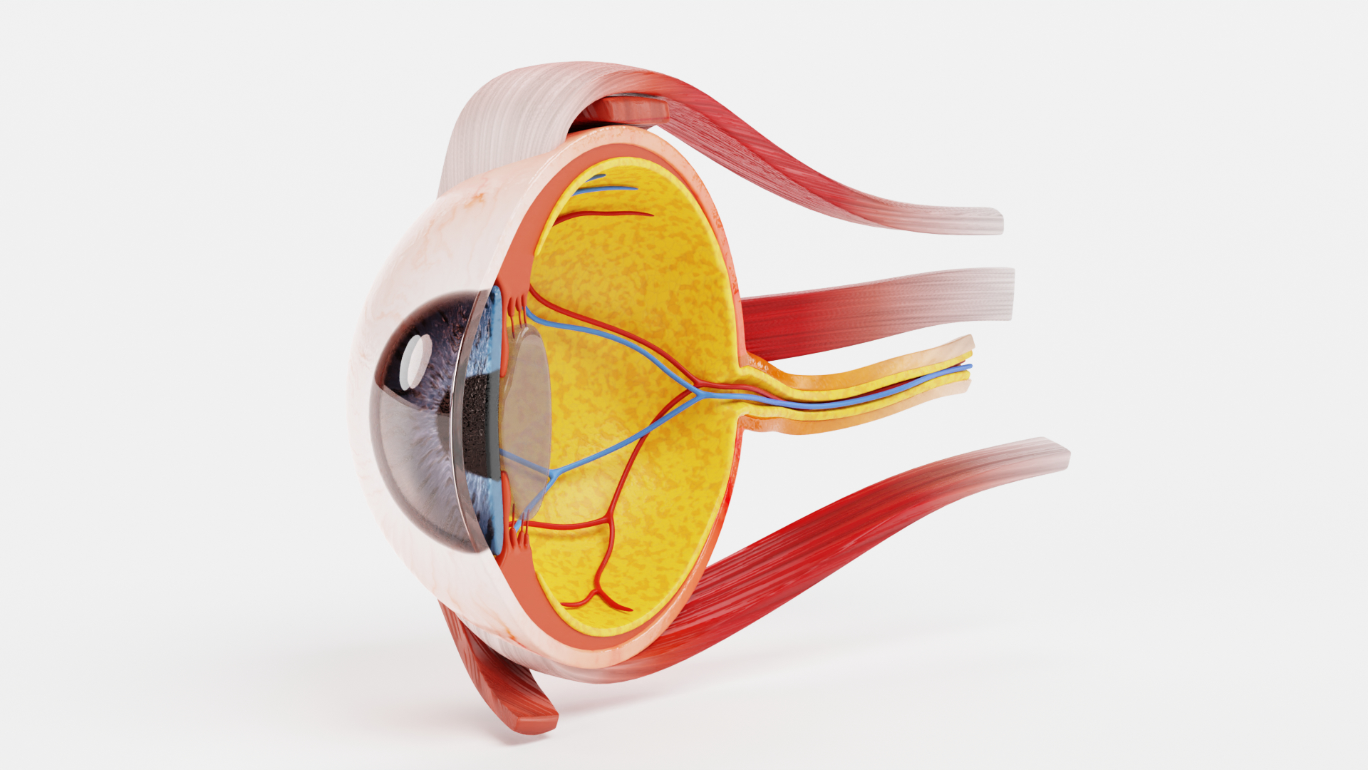 Eye cross section 3D model - TurboSquid 1648860