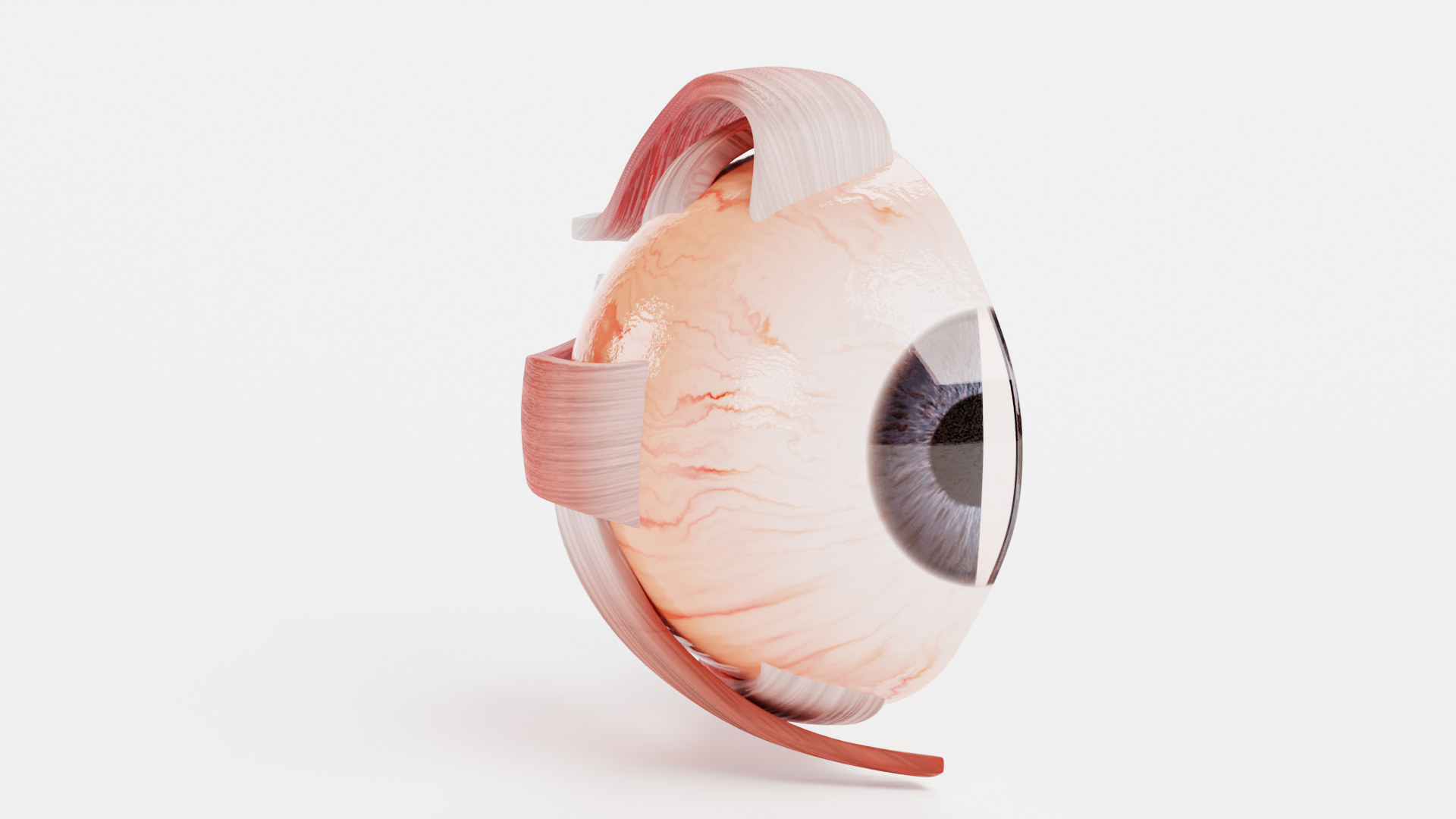 Eye cross section 3D model - TurboSquid 1648860