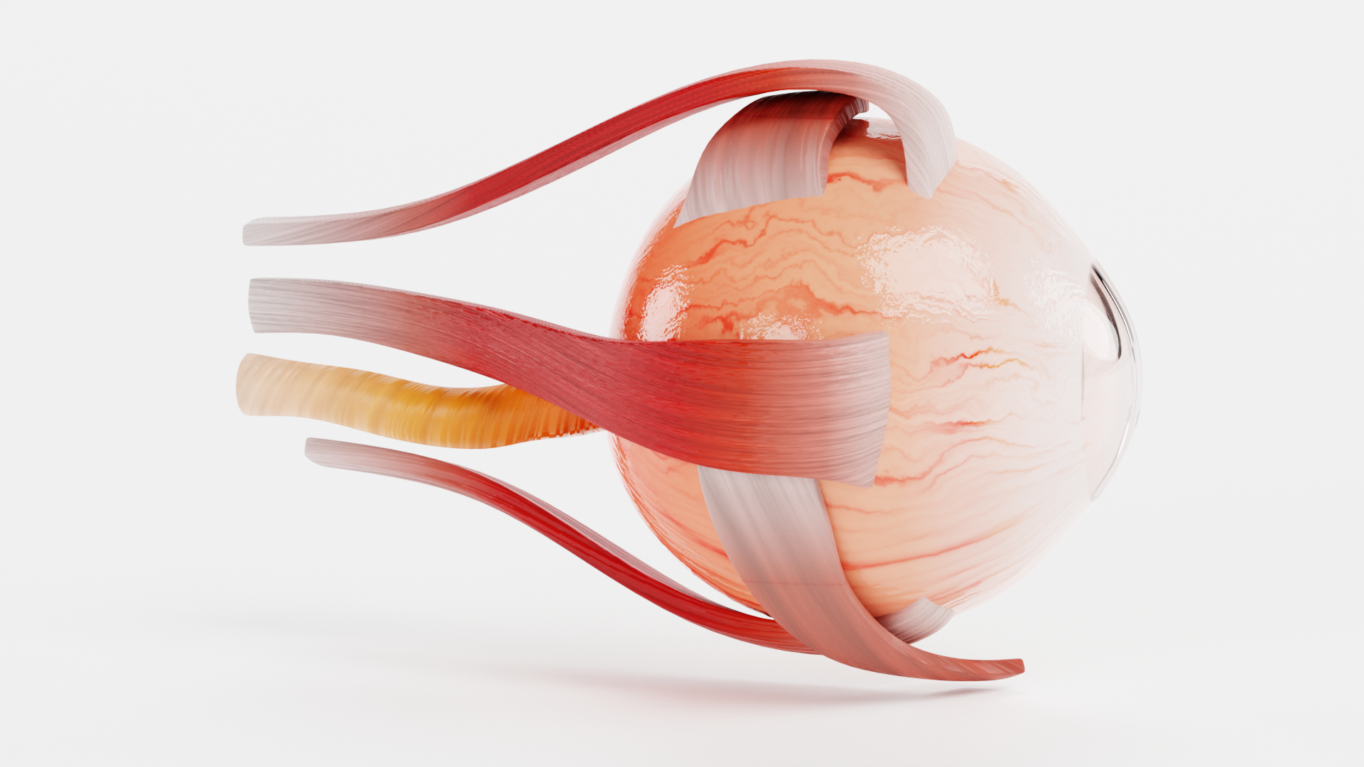 Eye cross section 3D model - TurboSquid 1648860