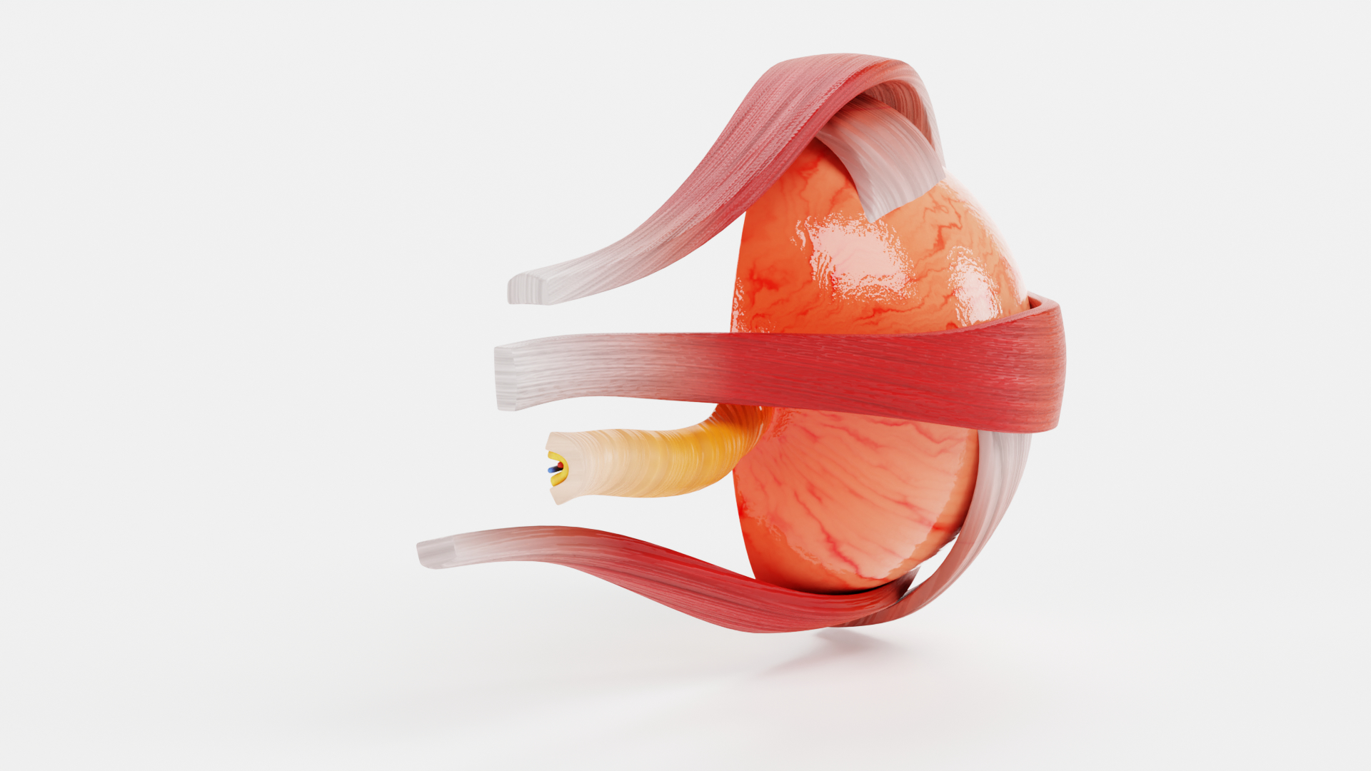 Eye cross section 3D model - TurboSquid 1648860