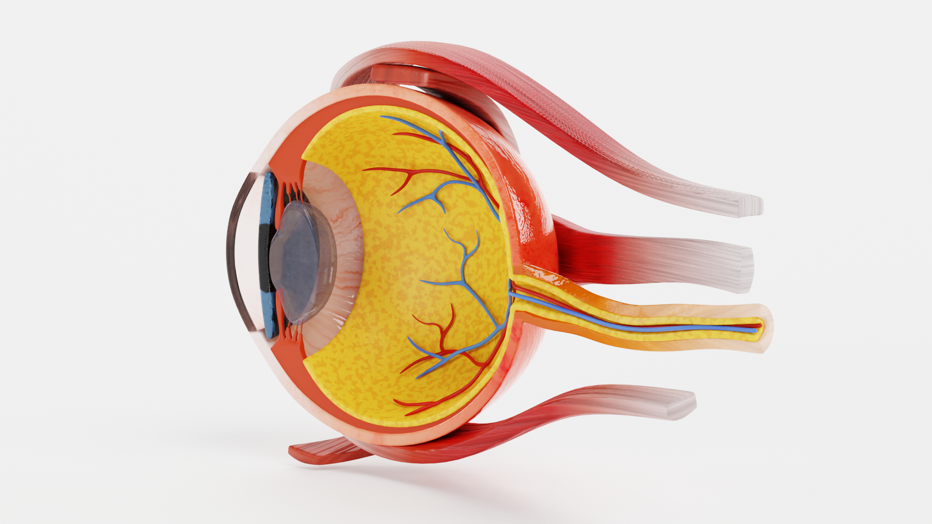 Eye cross section 3D model - TurboSquid 1648860