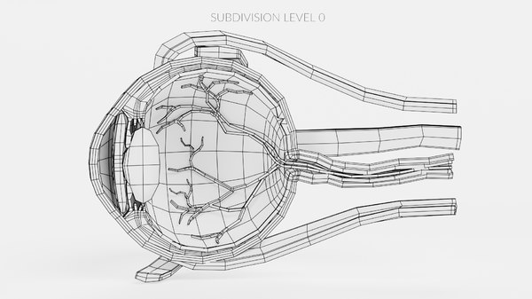 Eye cross section 3D model - TurboSquid 1648860