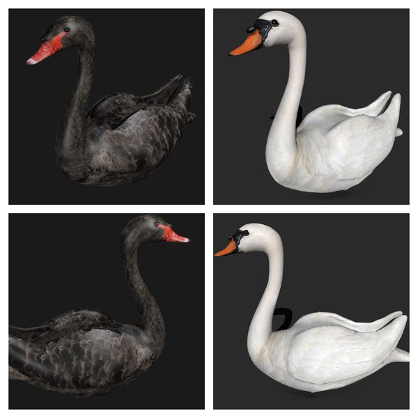 3D Swan Models | TurboSquid