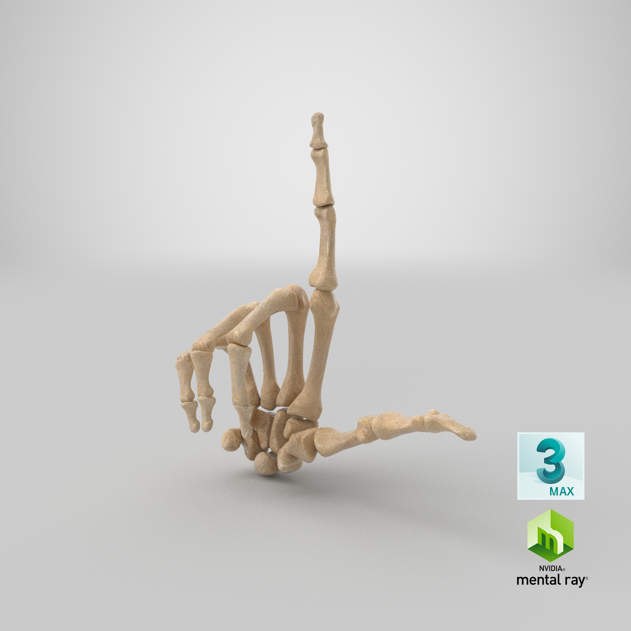 3D human hand bones loser - TurboSquid 1612138