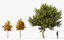 3D model american european tree includes - TurboSquid 1650123