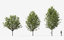 3D model american european tree includes - TurboSquid 1650123
