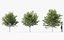 3D model american european tree includes - TurboSquid 1650123