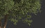 3D olive tree - growfx - TurboSquid 1650769
