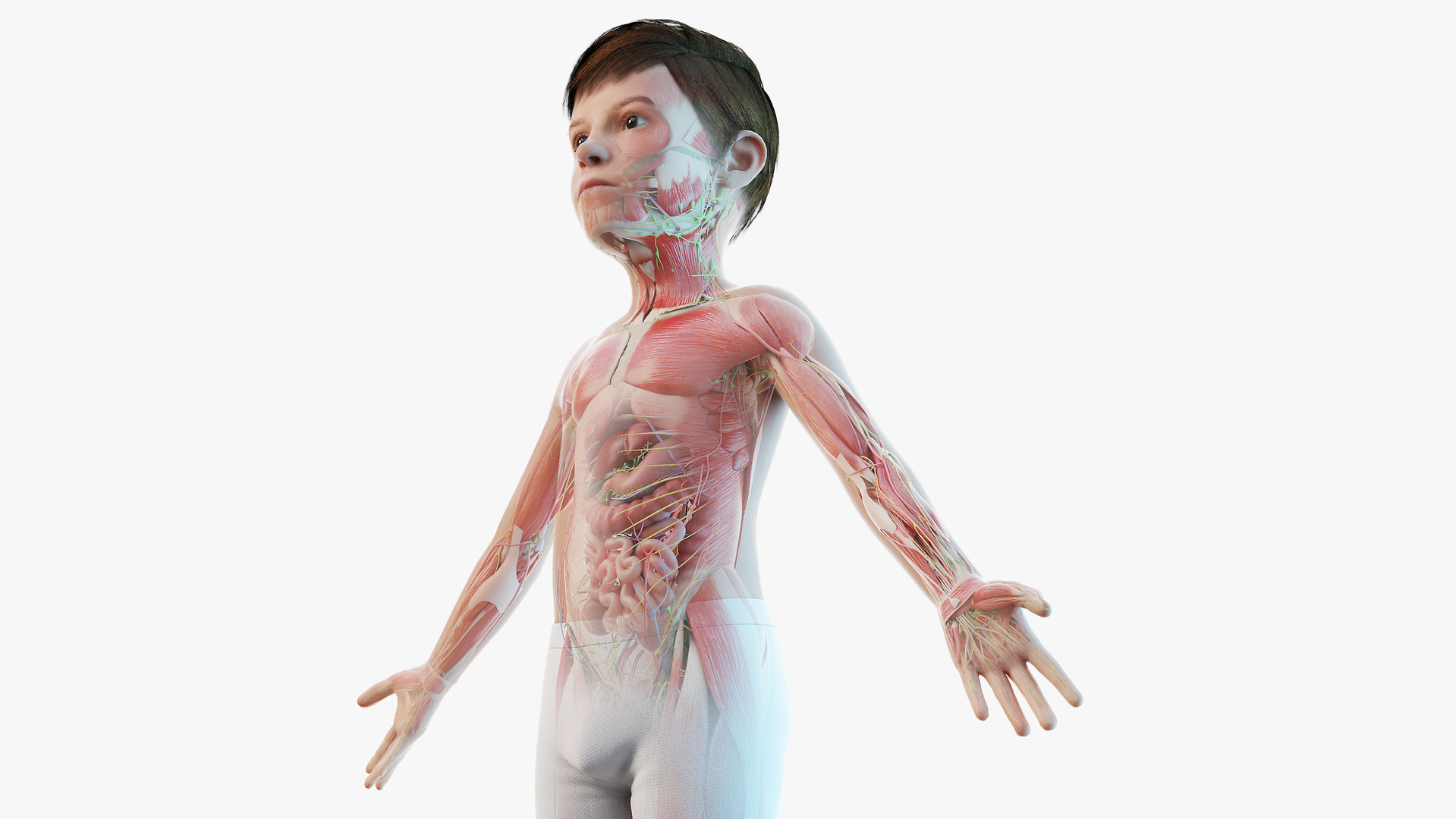 3D model kid boy anatomy - TurboSquid 1651478